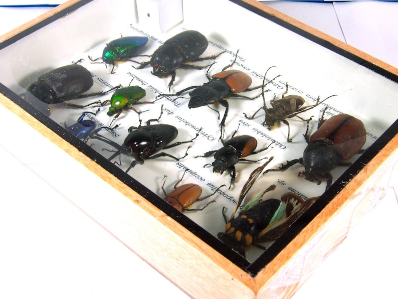 Mix Real Beetle Insect Bug Taxidermy Entomology Display Wood Box Case ...