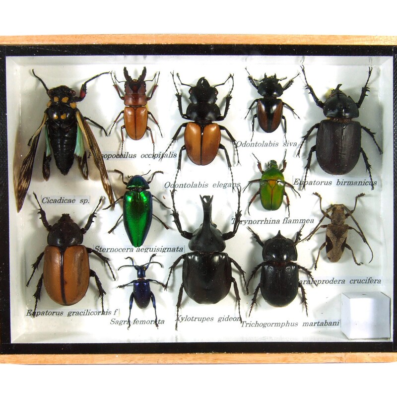 Beetle Wall Hanging - Etsy