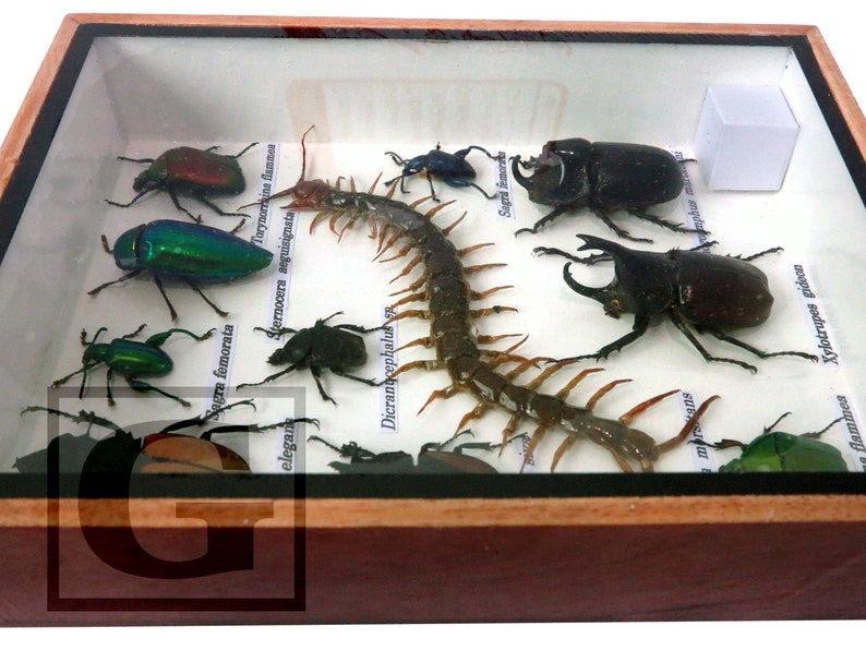Mix Real Beetle Insect Bug Taxidermy Entomology Display Wood Box Case ...