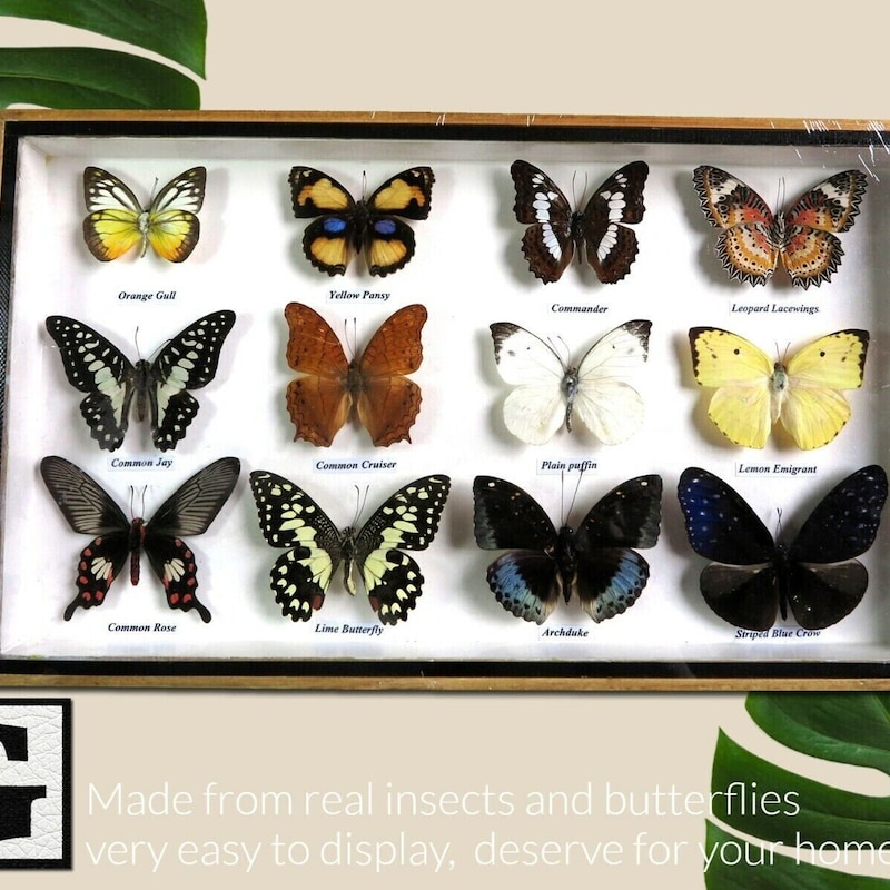 Butterfly Display - Etsy
