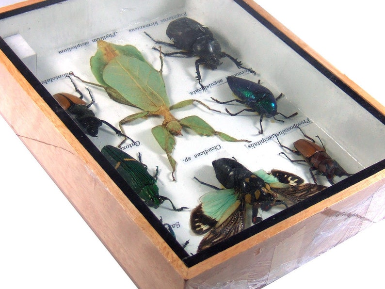 Mix Real Beetle Insect Bug Taxidermy Entomology Display Wood Box Case ...