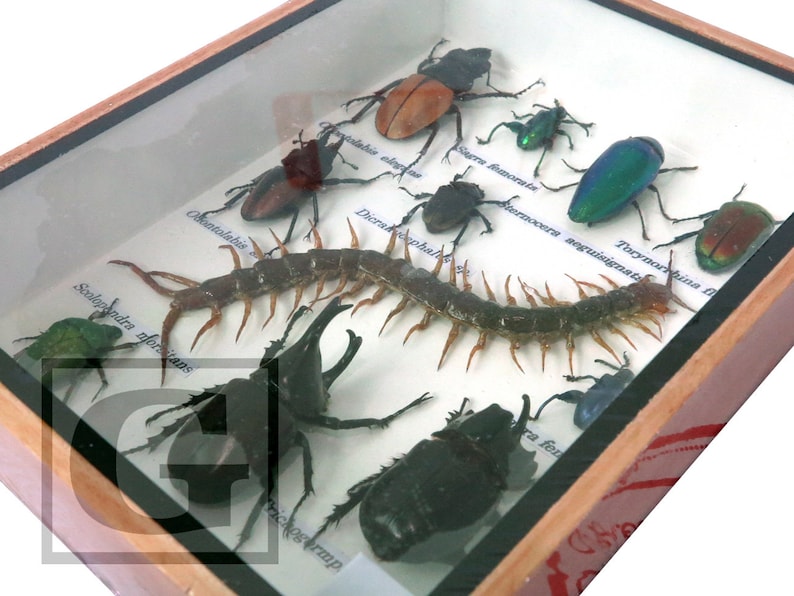 Mix Real Beetle Insect Bug Taxidermy Entomology Display Wood Box Case ...