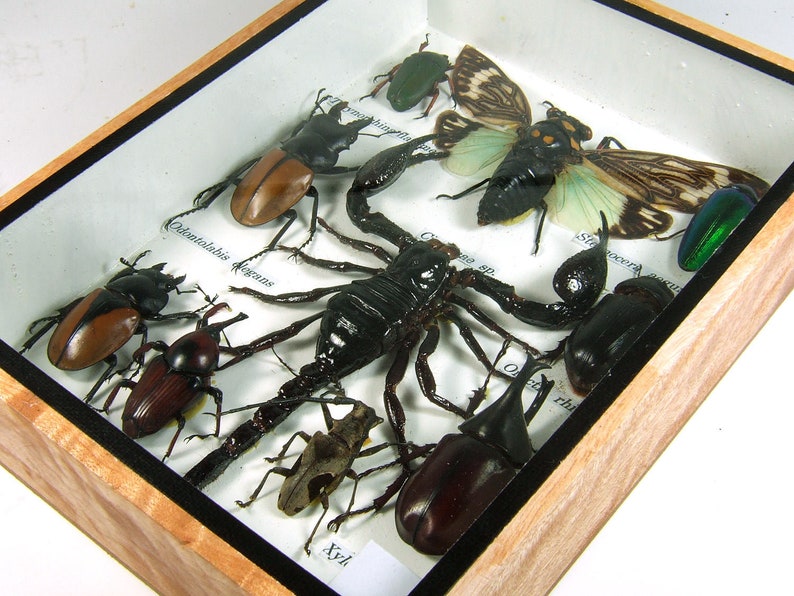 Mix Real Beetle Insect Bug Taxidermy Entomology Display Wood Box Case ...