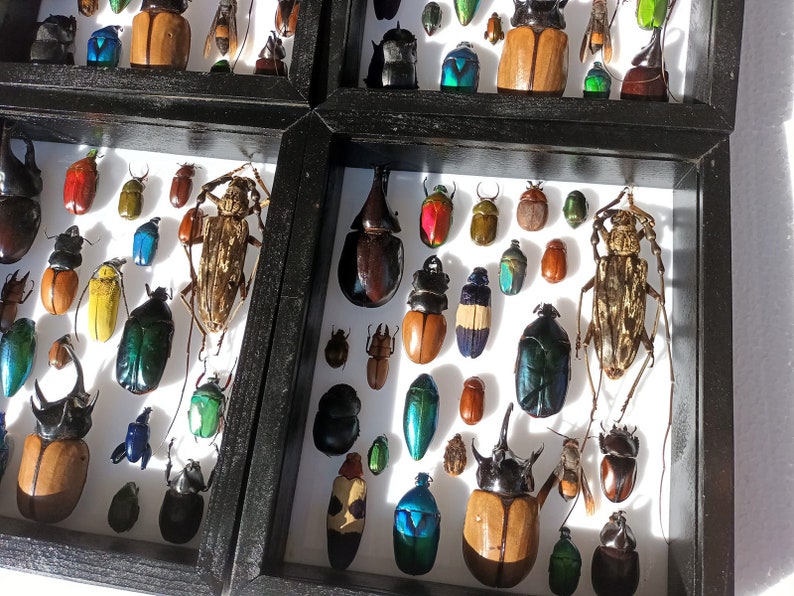 Mix Real Beetle Insect Bug Taxidermy Entomology Display Wood Box Case ...