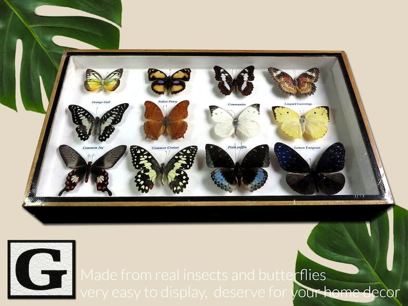 Mix Vintage 12 Real Butterfly Insect Bug Taxidermy Display Shadow Wood ...