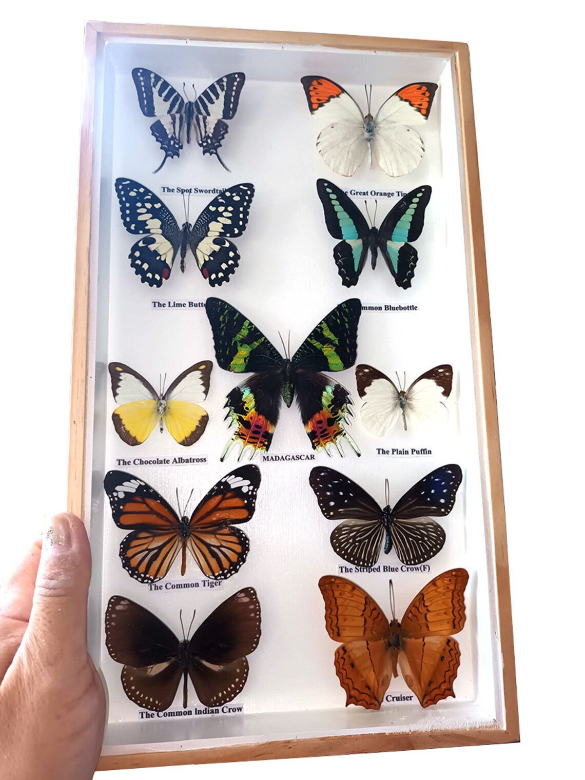 Mix 11 Butterfly Madaguscar Insect Bug Taxidermy Display Shadow Wood ...