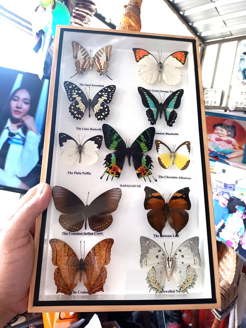 Mix 11 Butterfly Madaguscar Insect Bug Taxidermy Display Shadow Wood ...