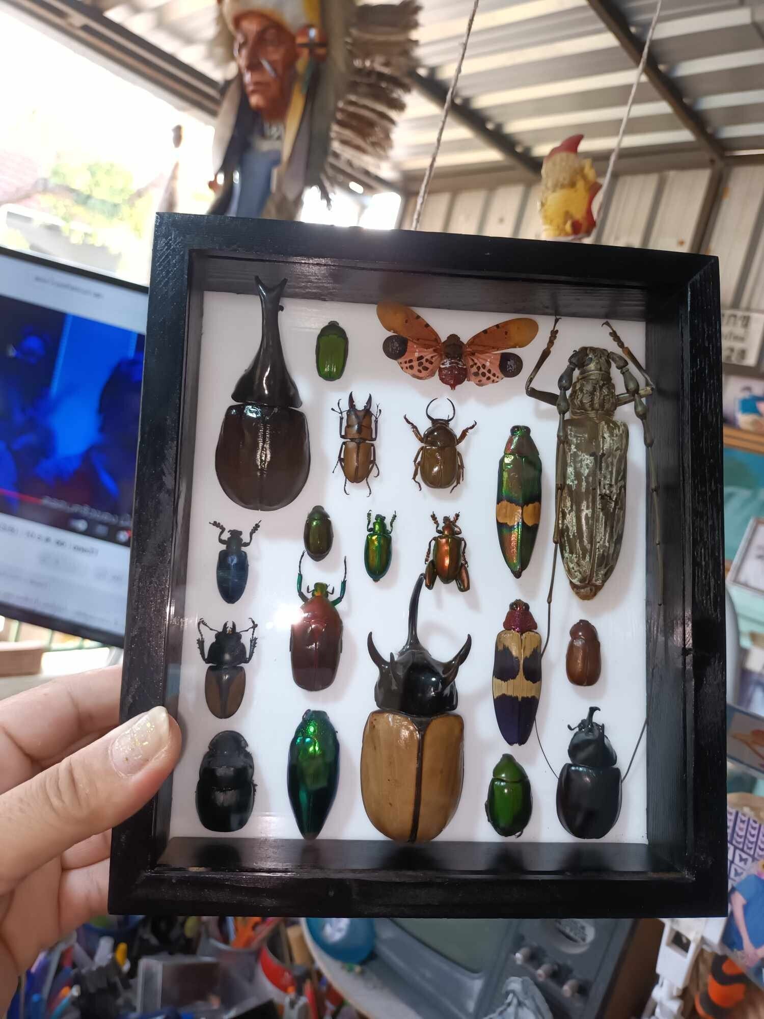 Mix Real Beetle Insect Bug Taxidermy Entomology Display Wood Box Case ...