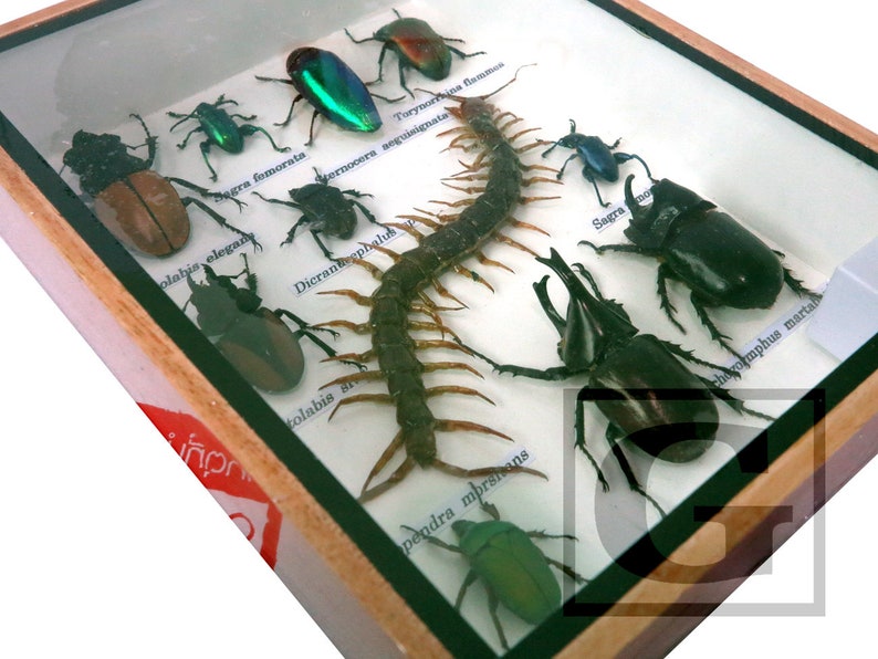 Mix Real Beetle Insect Bug Taxidermy Entomology Display Wood Box Case ...