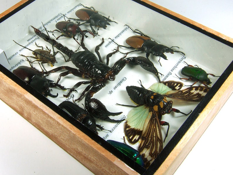 Mix Real Beetle Insect Bug Taxidermy Entomology Display Wood Box Case ...