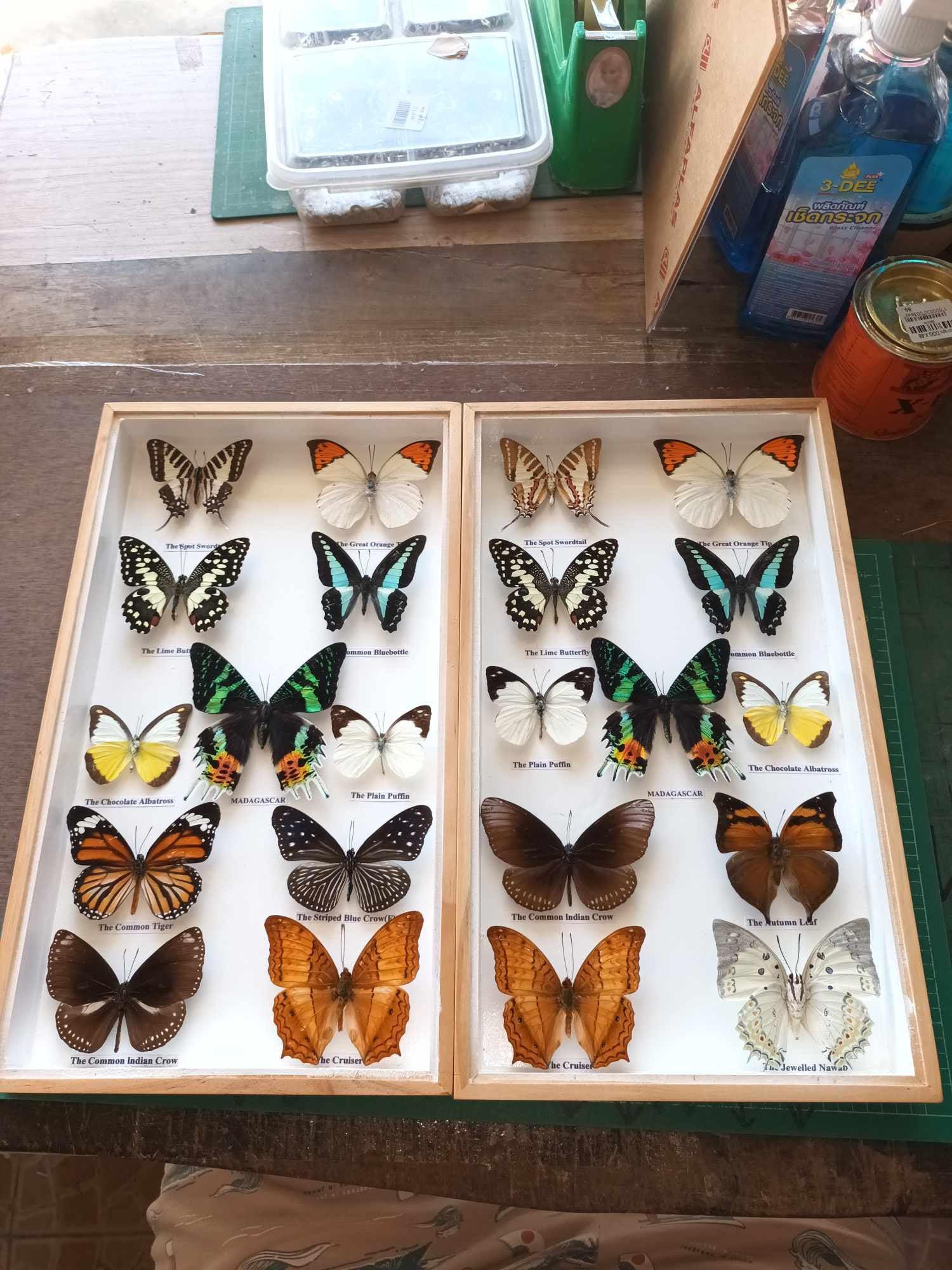 Mix 11 Butterfly Madaguscar Insect Bug Taxidermy Display Wood Box Case ...
