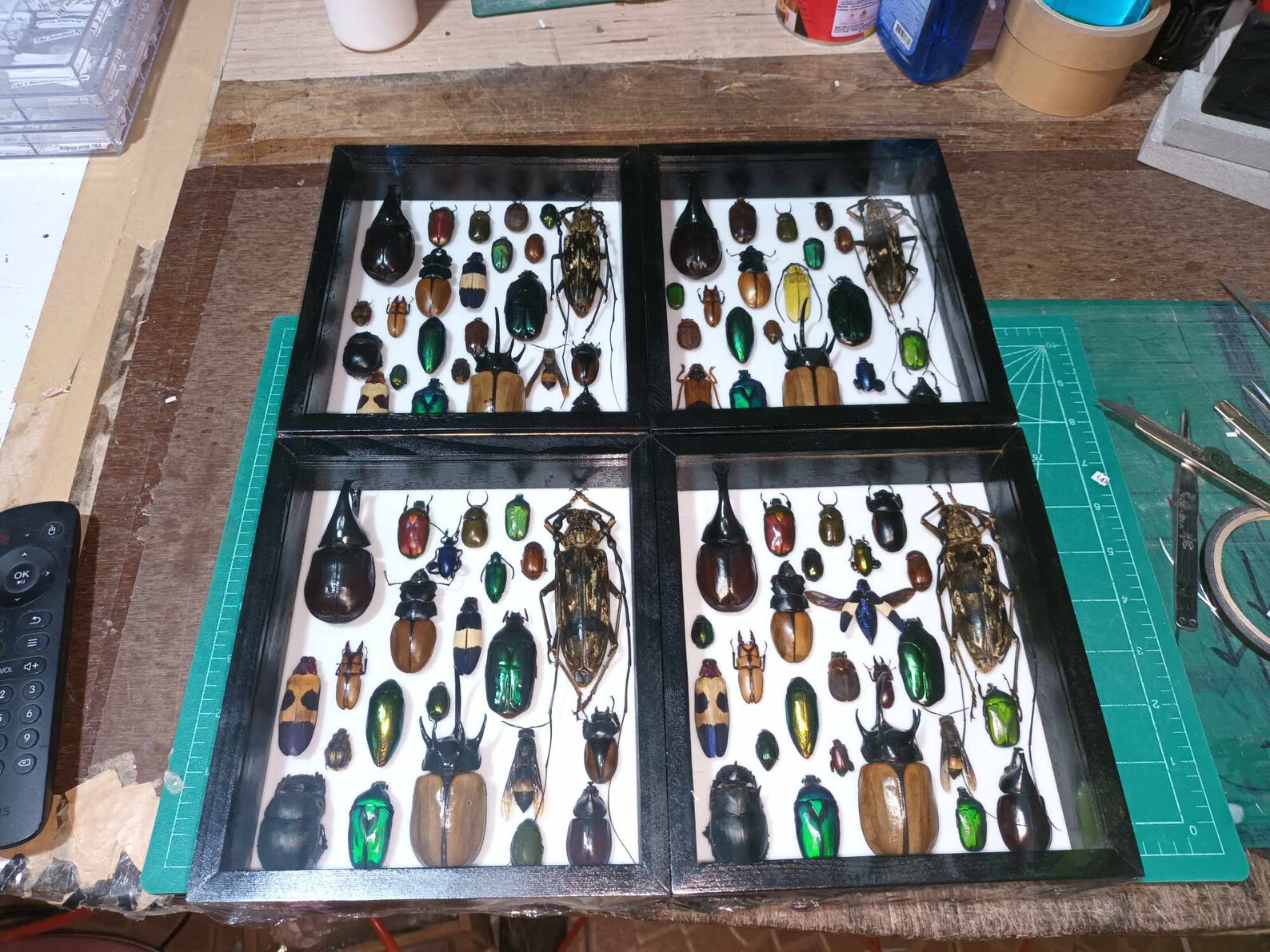 Mix Real Beetle Insect Bug Taxidermy Entomology Display Wood Box Case ...