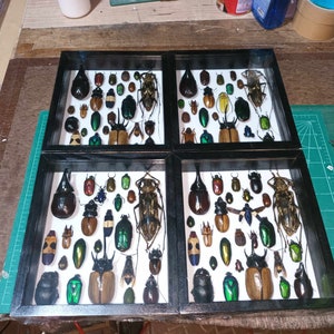 Mix Real Beetle Insect Bug Taxidermy Entomology Display Wood Box Case ...