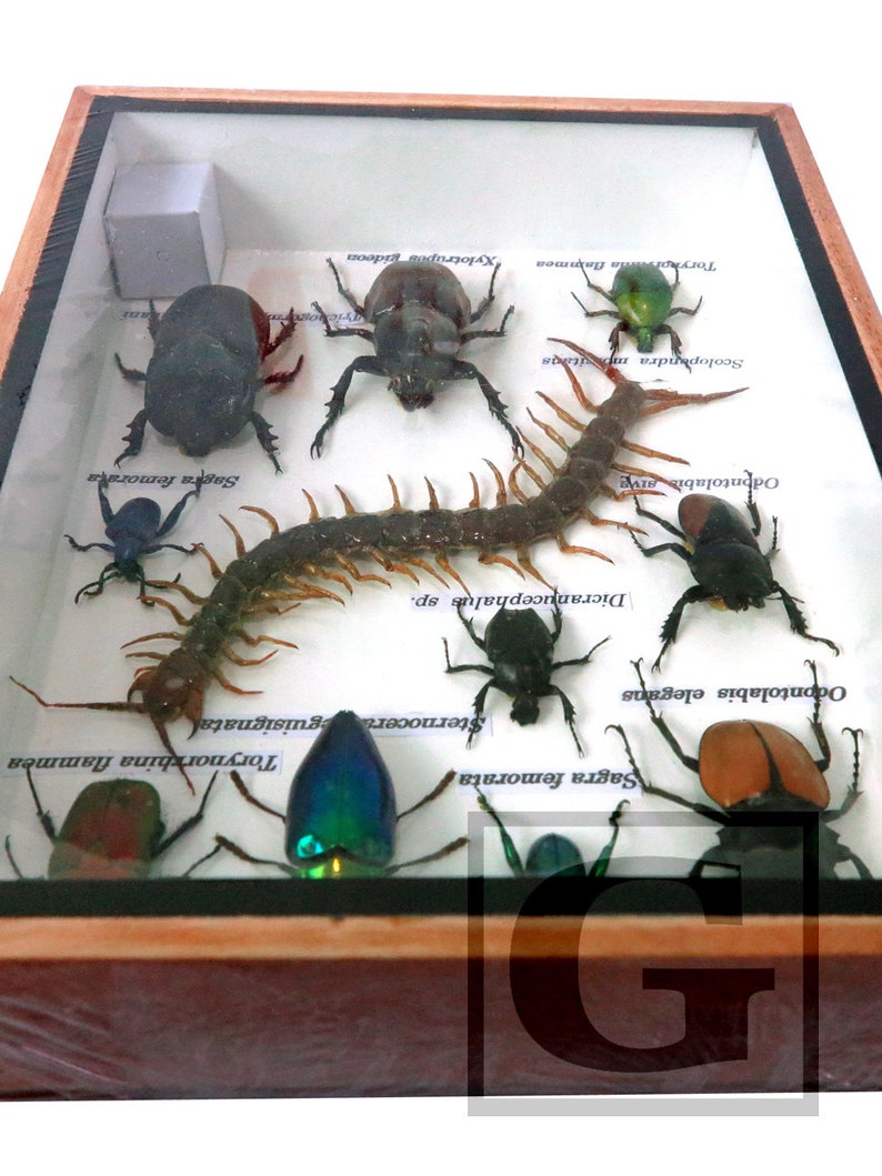 Mix Real Beetle Insect Bug Taxidermy Entomology Display Wood Box Case ...