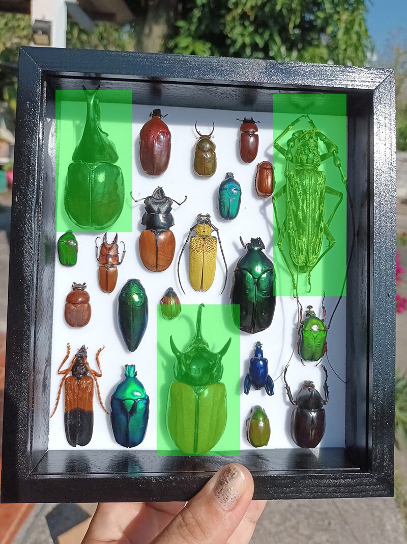 Mix Real Beetle Insect Bug Taxidermy Entomology Display Wood Box Case ...