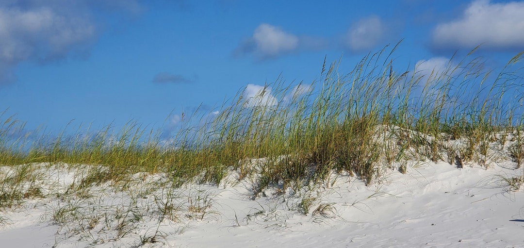 Sea Oats, Sand Dunes, Destin, Florida 24x36 on Canvas All Photos ...