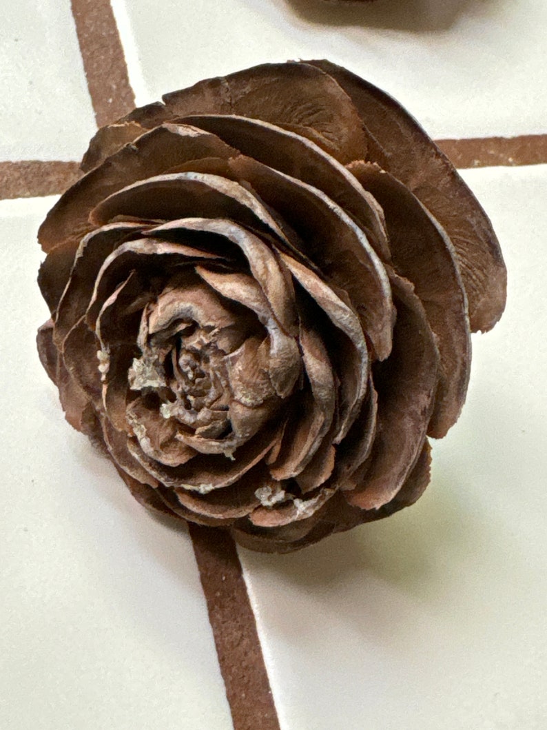 Cedar Rose Pine Cones - Etsy
