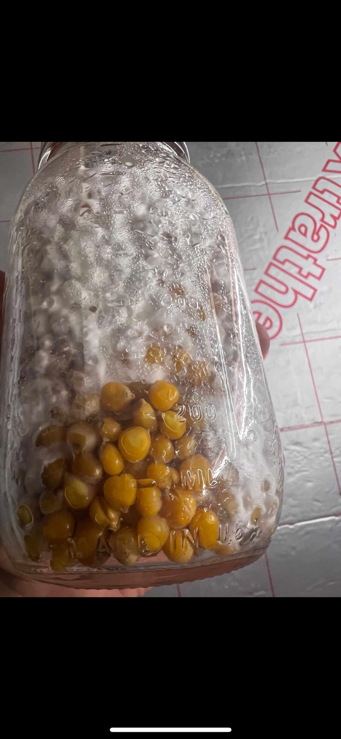 495ml Sterilised Popcorn Grain Jars Ready for Inoculation - Etsy