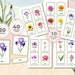 Flowers Flashcards 3 Part Montessori Nomenclature Cards, Flowers Cards ...