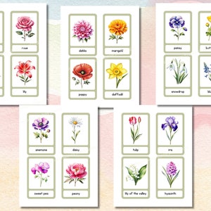Montessori Flower Flashcards: 3-part Nomenclature Cards (PDF) - Etsy
