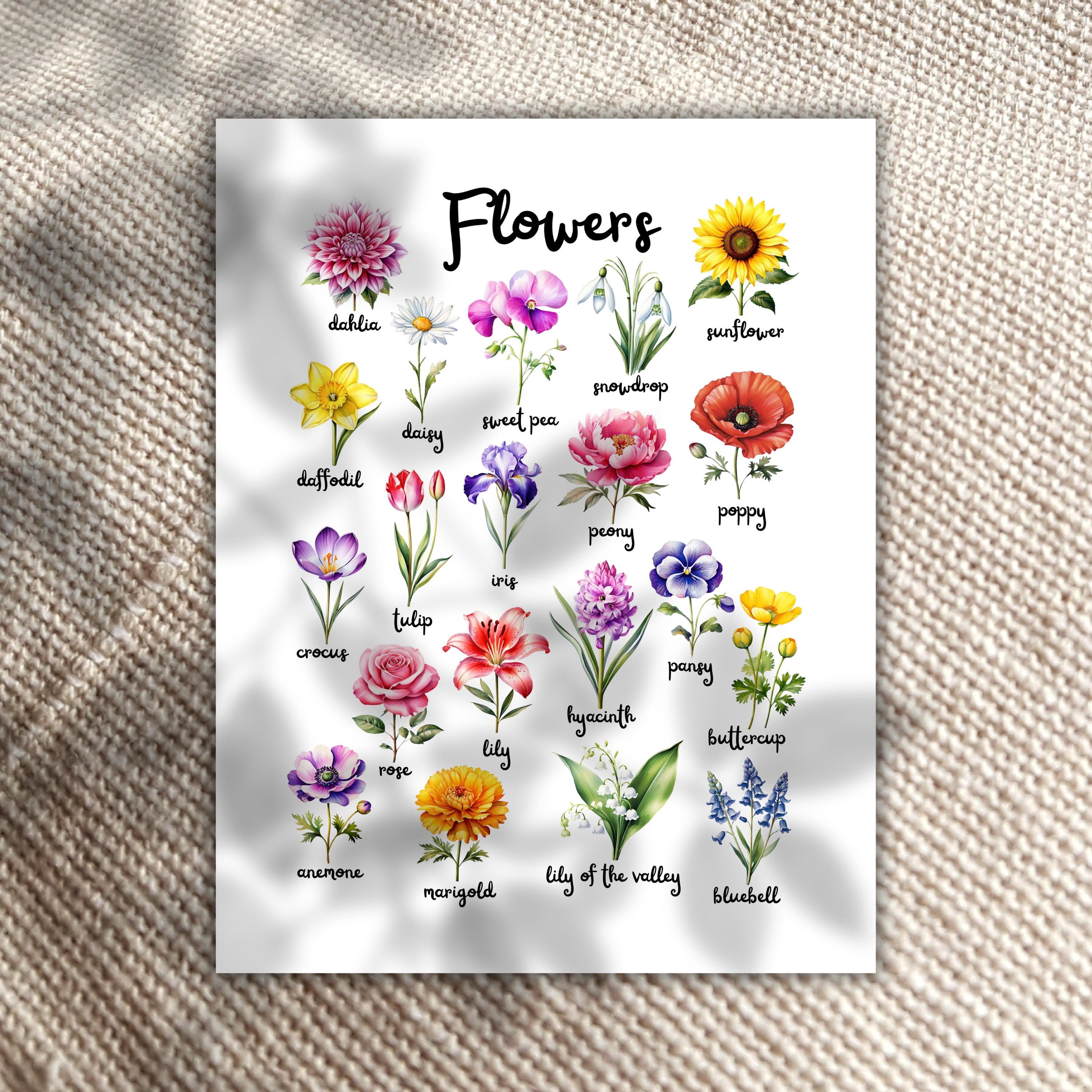 Flowers Educational Poster: Montessori Classroom Nature Chart PDF ...