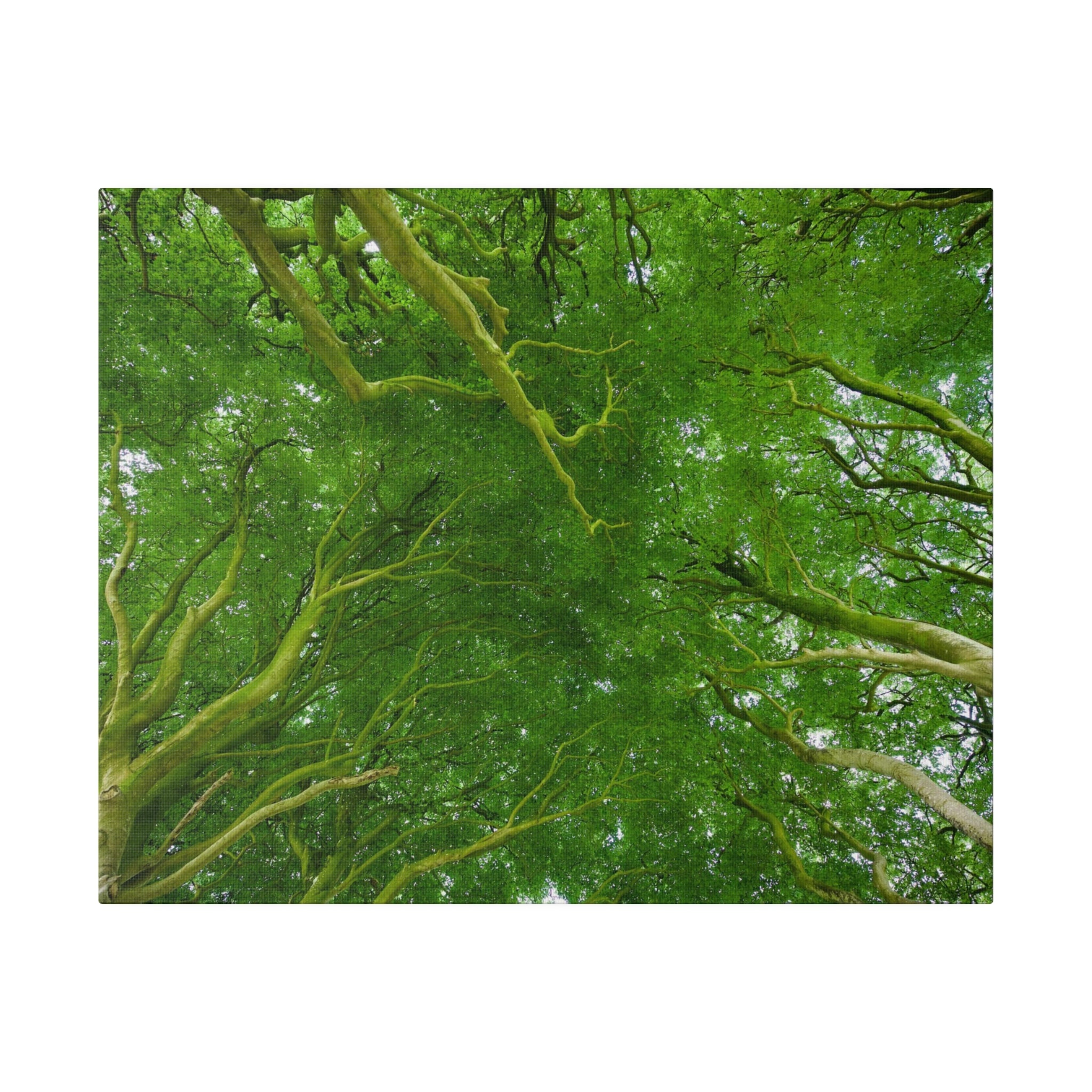 Northern Ireland Dark Hedges Canopy. Crazy Beautiful Country Lane! the ...