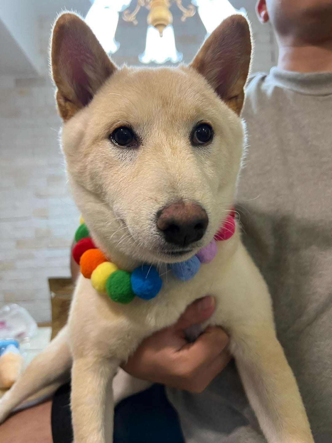 Colorful Furry Ball Neck Accessory for Dog/cat - Perfect for Pet ...