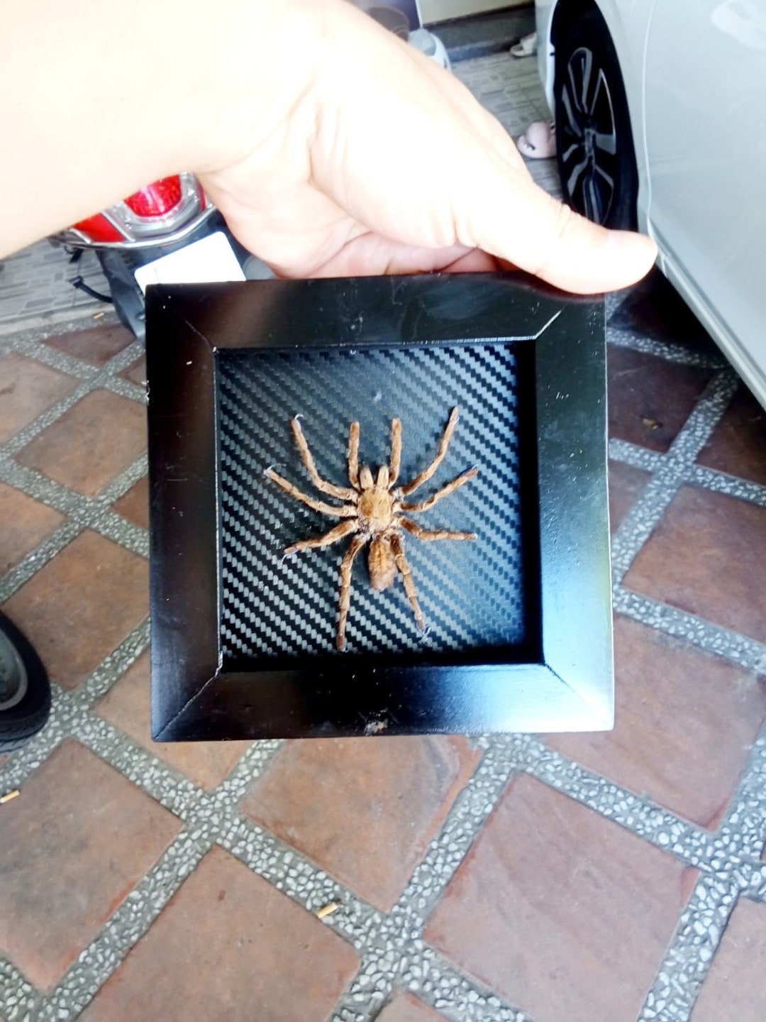 Real SPIDER Tarantula Framed Ornithoctoninae Sp Veronica - Etsy