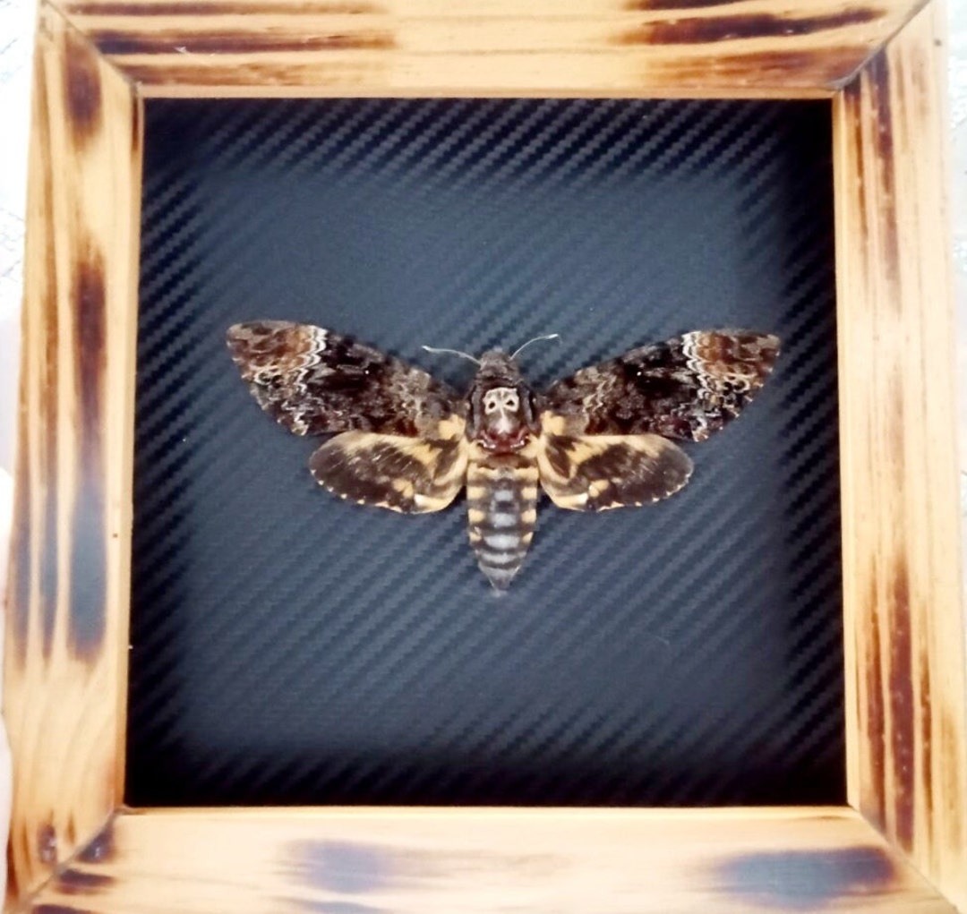 Pack of 06 Real Framed Death Head Moth Acherontia Shadow Box - Etsy