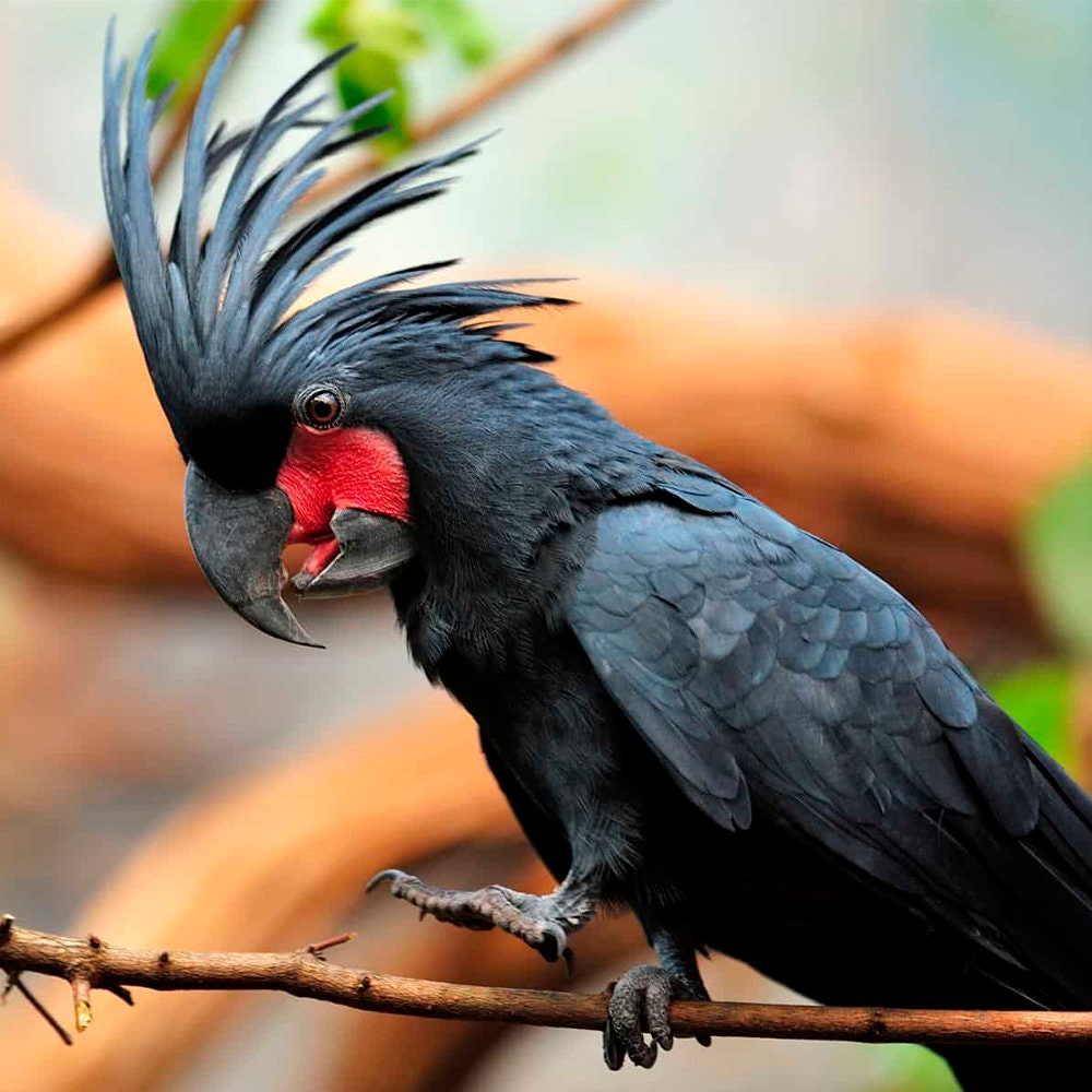 PDF Cockatoo Parrot Embroidery Chart, Tropical Bird Cross Stitch Pattern, Woodland Wall Art ...