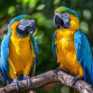 PDF Tropical Birds Cross Stitch Pattern, Macaw Parrot Embroidery Chart, Tropical Bird Wall Art ...