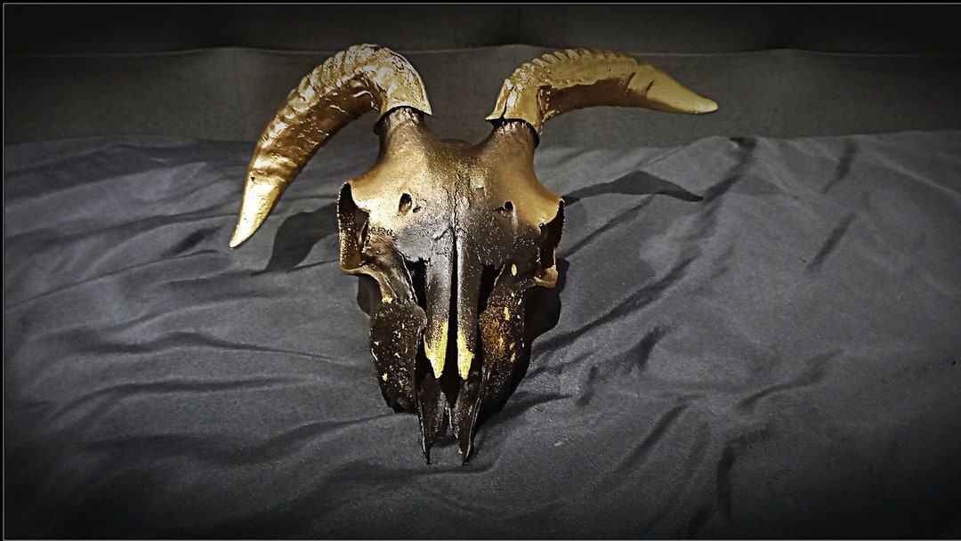 Real Goat Skull With Its Horns - Etsy