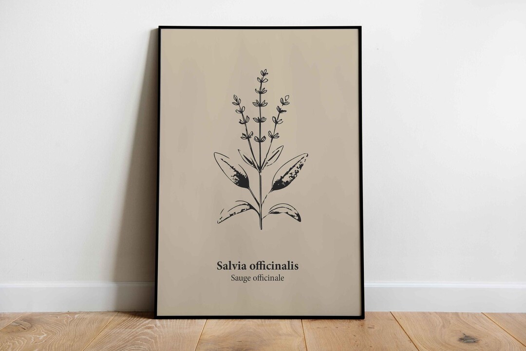 Sage Botanical Poster | Salvia Officinalis Poster | Printable Nature ...
