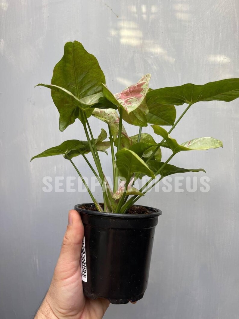 Nephthytis Syngonium Milk Confetti 4 Inch Plant Rooted - Etsy Canada