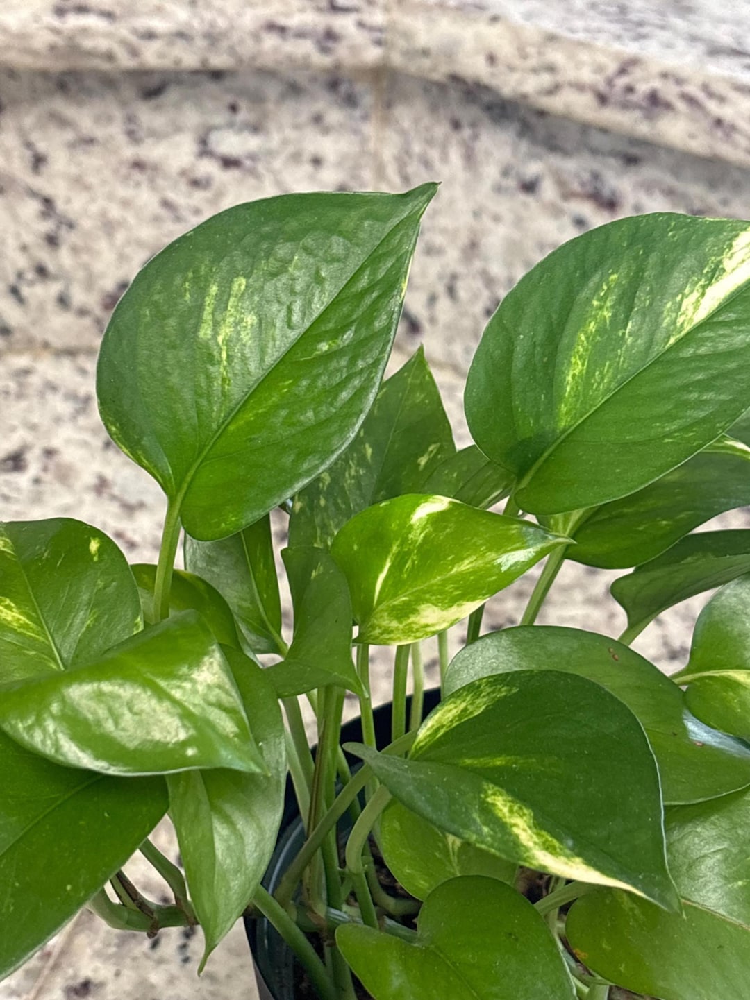 Golden Pothos - 4 Inch Pot | Easy Care Indoor Plant | Fast Growing ...