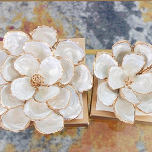 Oyster Shell Magnolia - Etsy