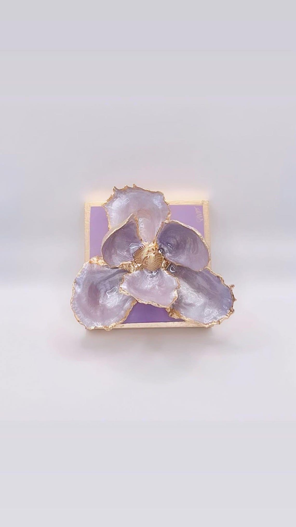 Oyster Shell Iris - Etsy