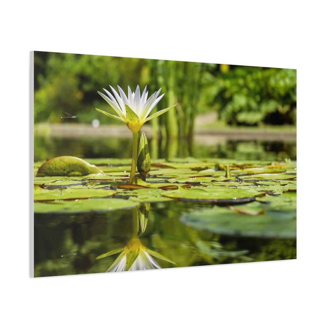 Lotus in Pristine Nature Matte Canvas, Stretched, 1.25 - Etsy