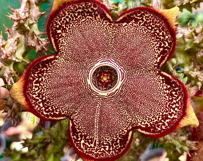 Edithcolea Grandis/rare Succulent//persian Carpet Flow/live Plant - Etsy