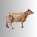 Jersey Cow - Ceramic Figurine - 23cm Long X 15cm High - Cheval Ceramics ...