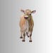 Jersey Cow - Ceramic Figurine - 23cm Long X 15cm High - Cheval Ceramics ...