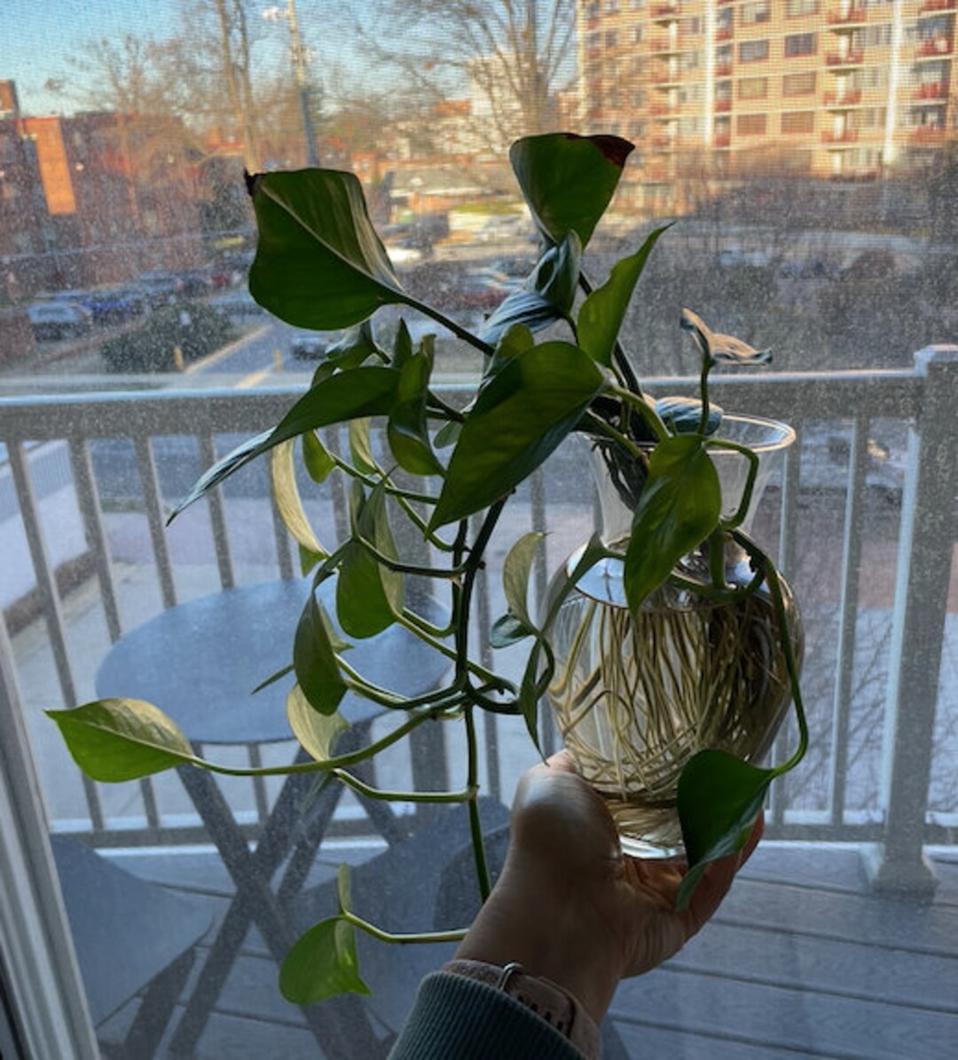 Propagated Pothos Clippings With Roots Present - Etsy