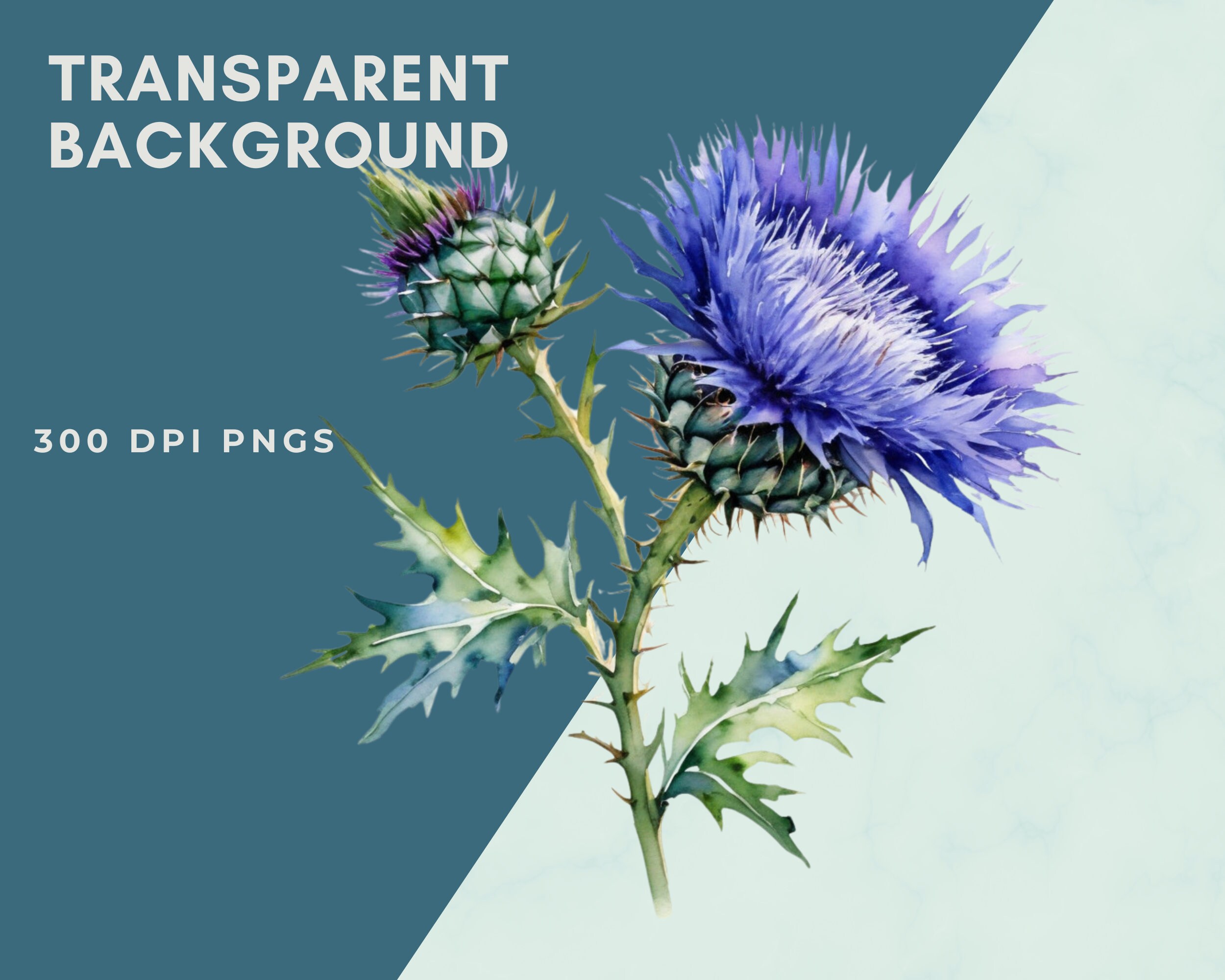 12 Thistle Flower Clipart, Purple Flower, Blue Thistle, Printable ...