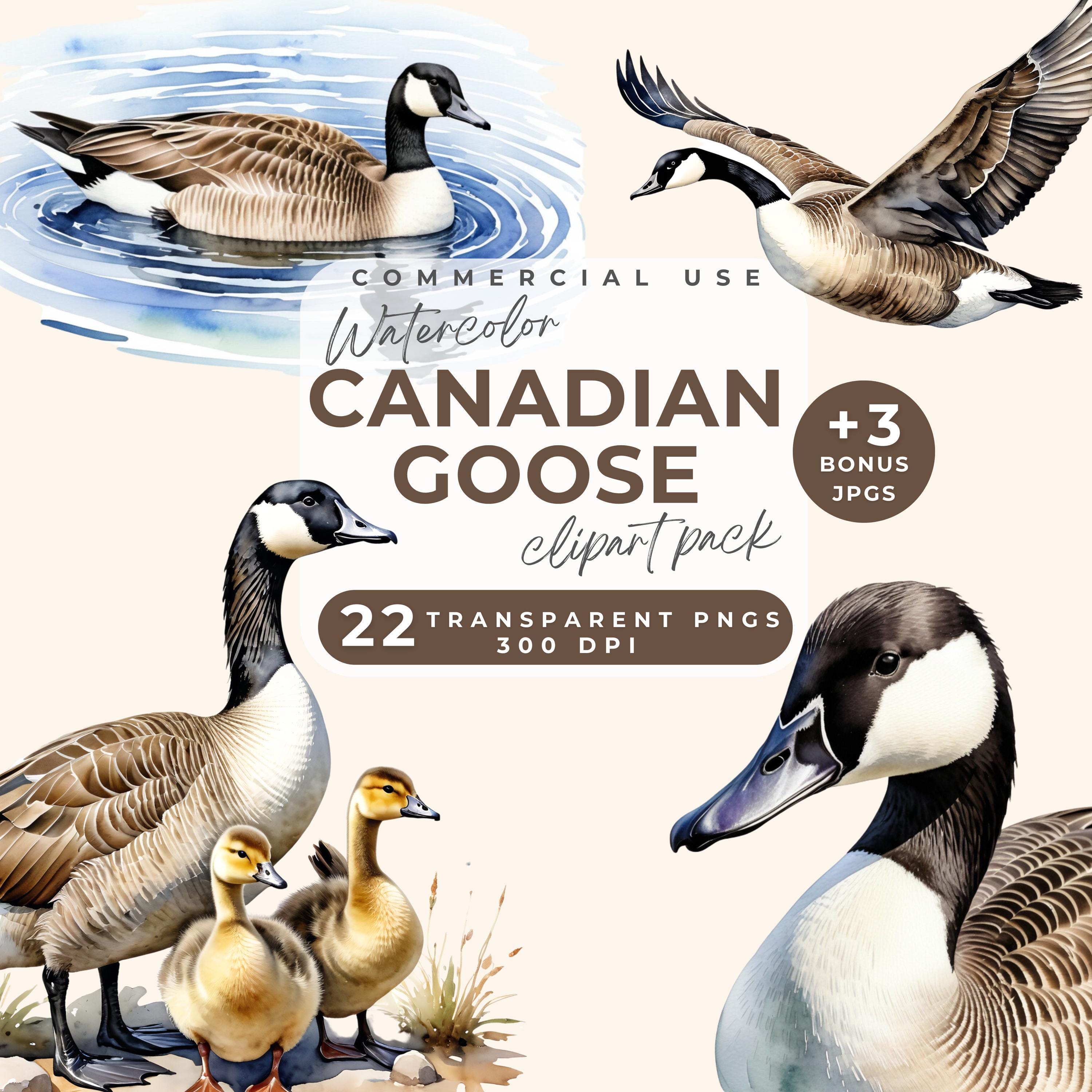 Canadian Goose Clipart, Watercolor Canadian Geese PNG, Canada Goose ...