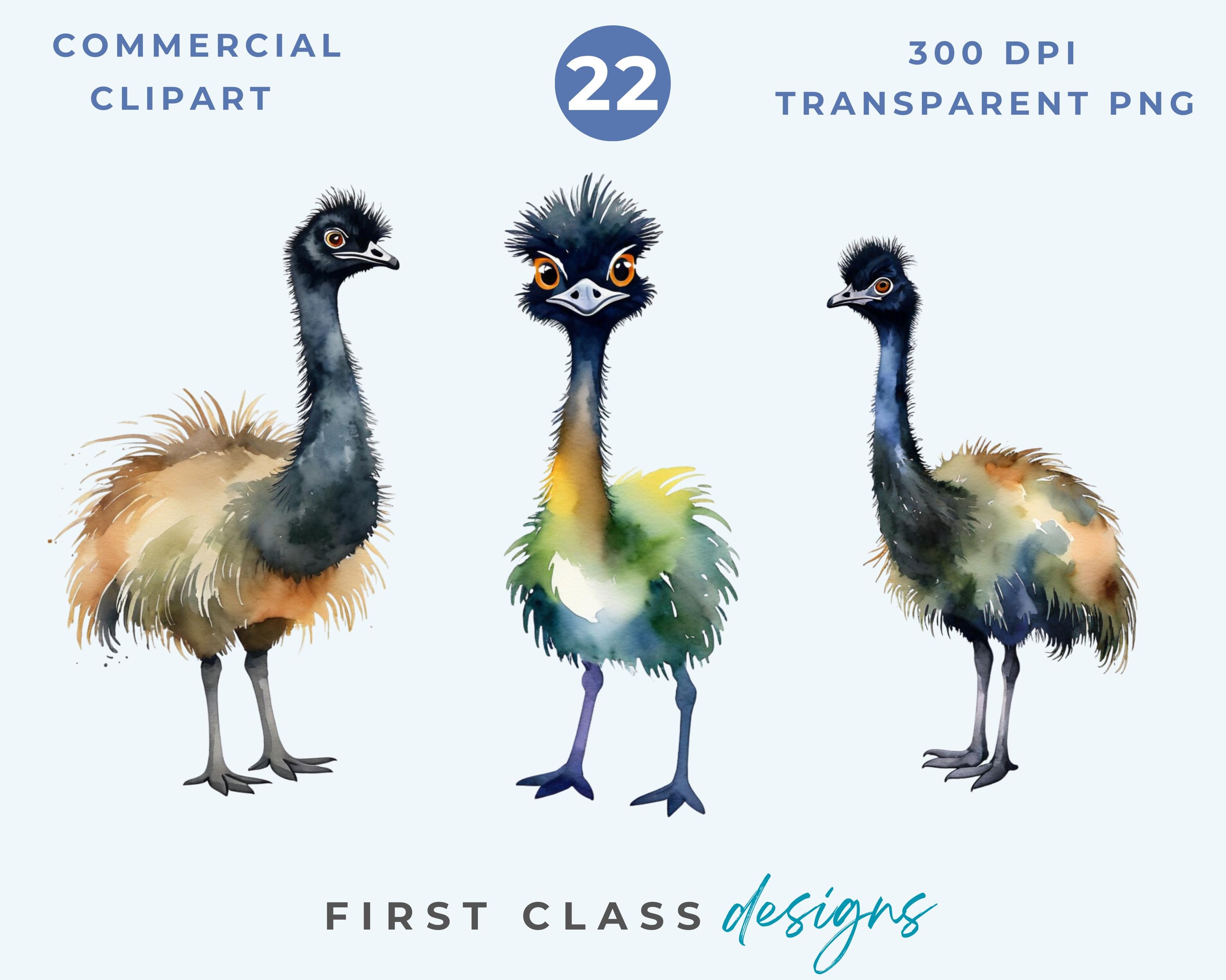 Emu Clipart, Emu Bird Clipart, Watercolor Australia Bird Clip Art ...