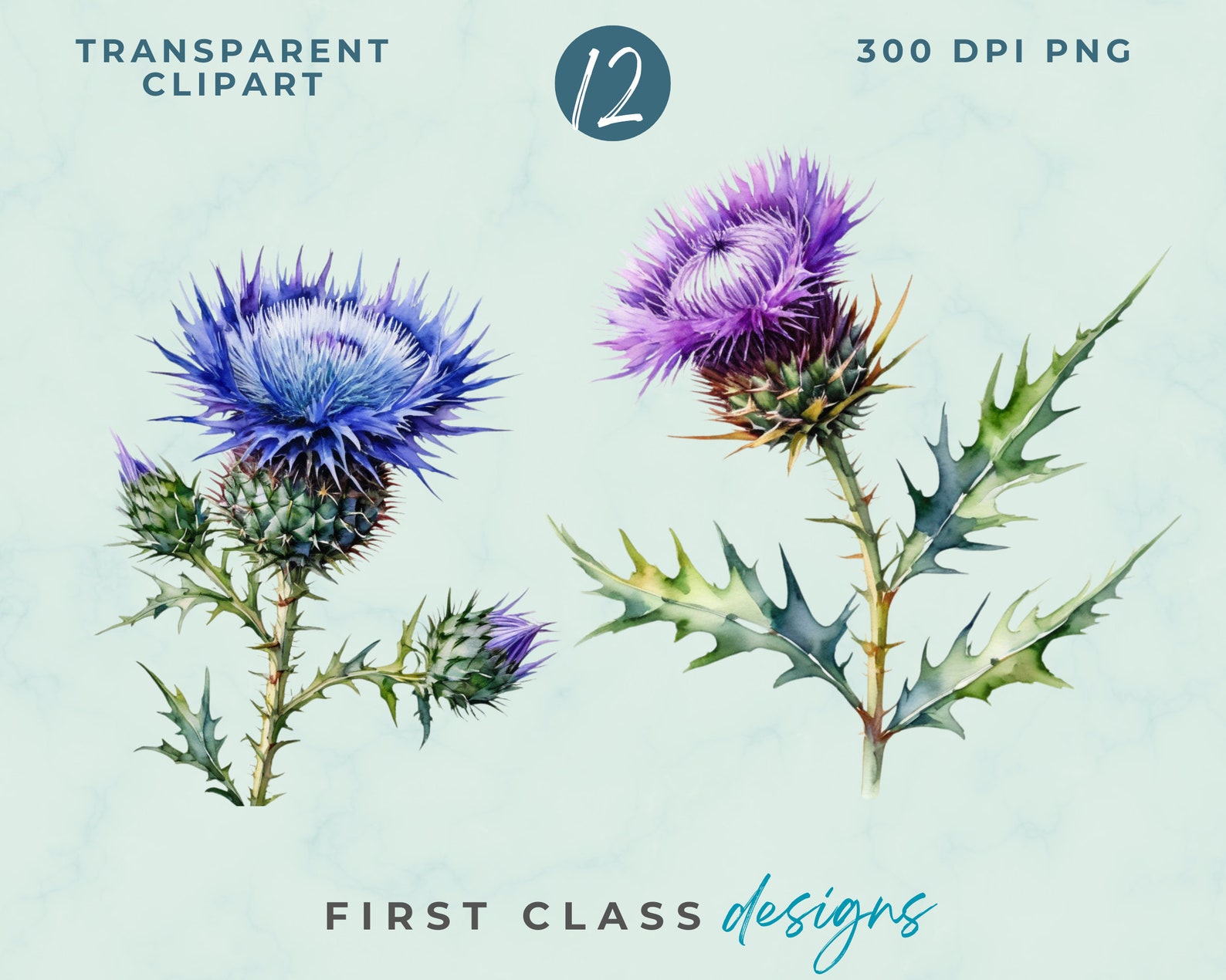 12 Thistle Flower Clipart, Purple Flower, Blue Thistle, Printable ...