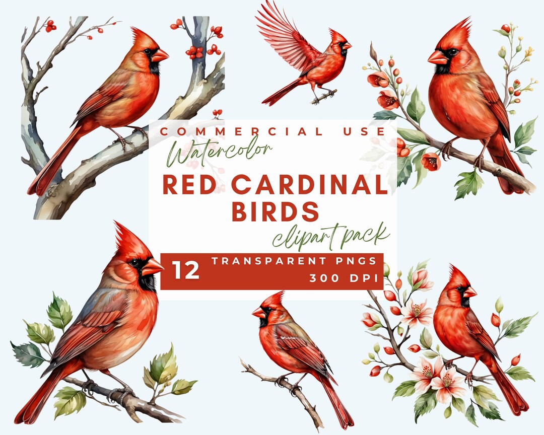 Red Cardinal Clipart PNG Christmas Winter Bird Watercolor Birds Clipart ...