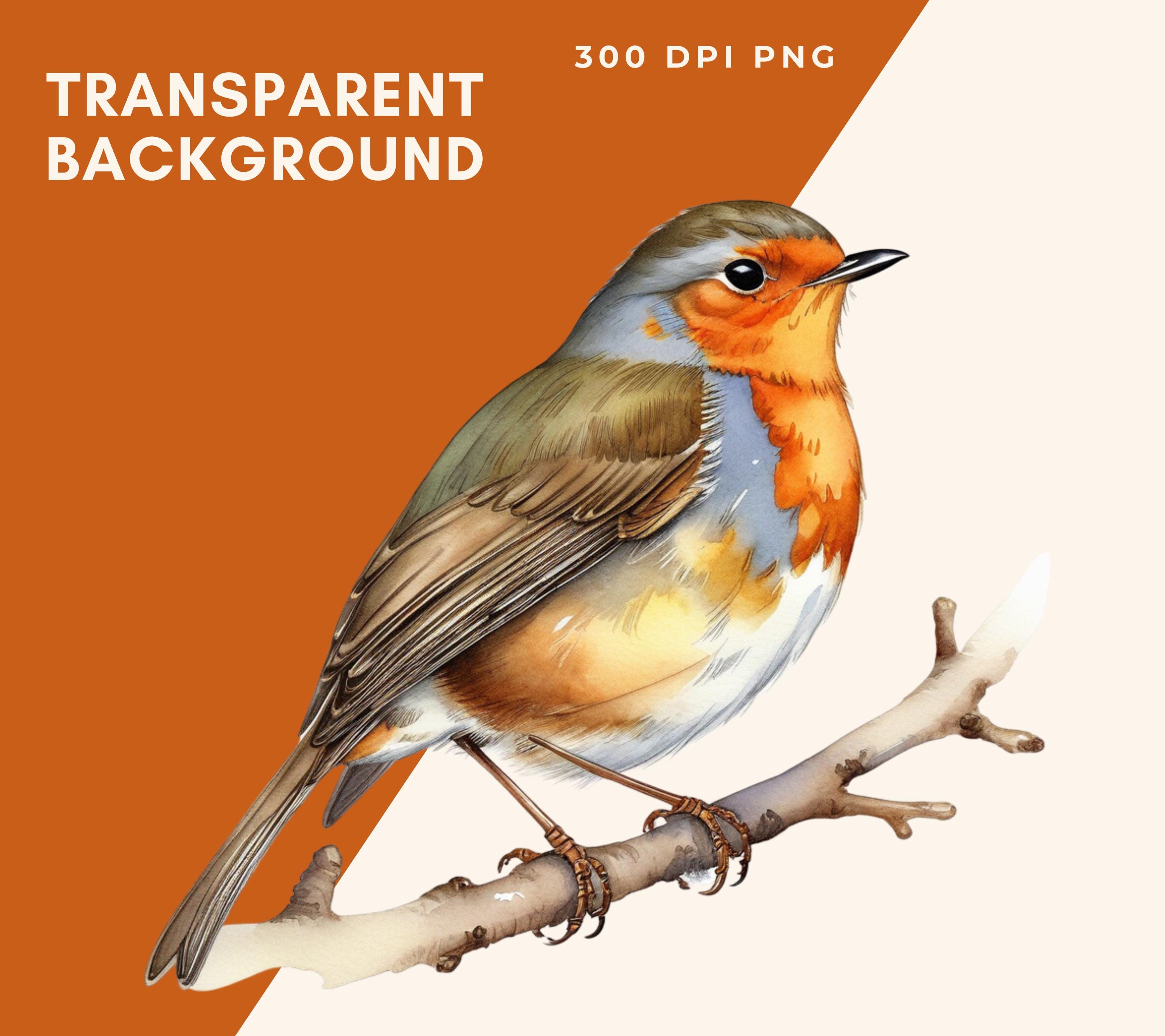 Christmas Robin Clipart Winter Holiday Charm Vibrant Red-breasted ...