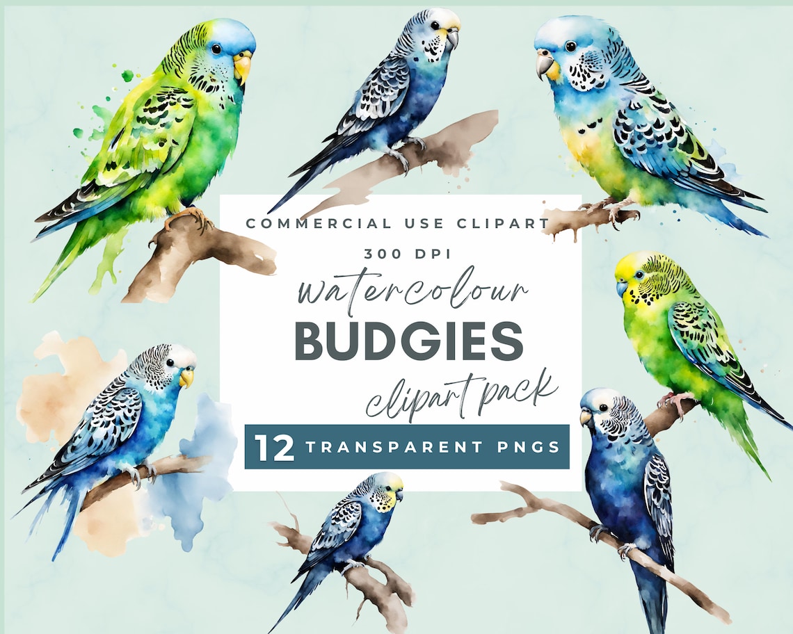 Budgies Clipart, Watercolor Budgerigar, Watercolor Budgie Clipart ...