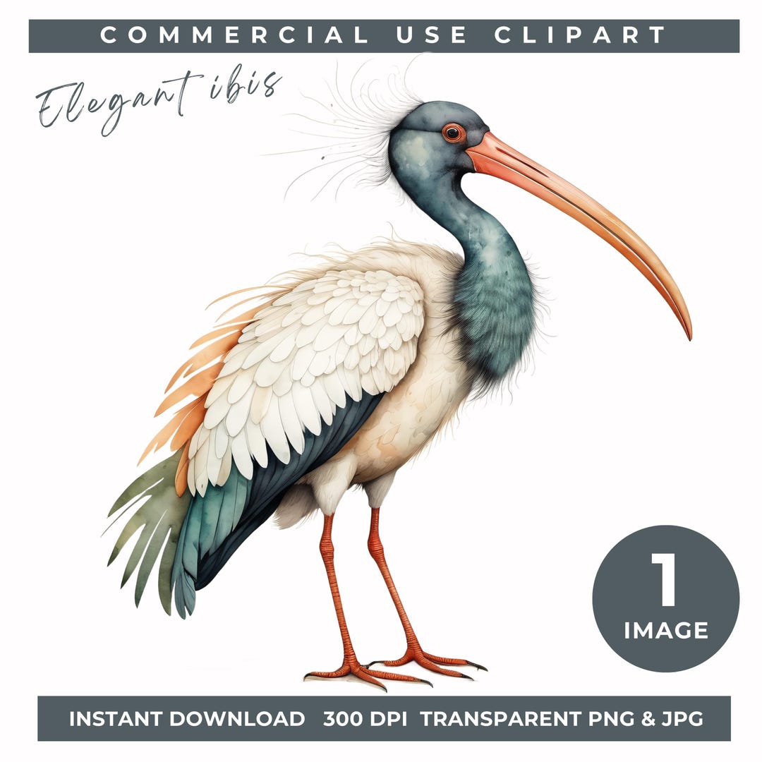 Elegant Watercolor Ibis Bird Clipart, Coastal Bird Wall Art, Vintage ...